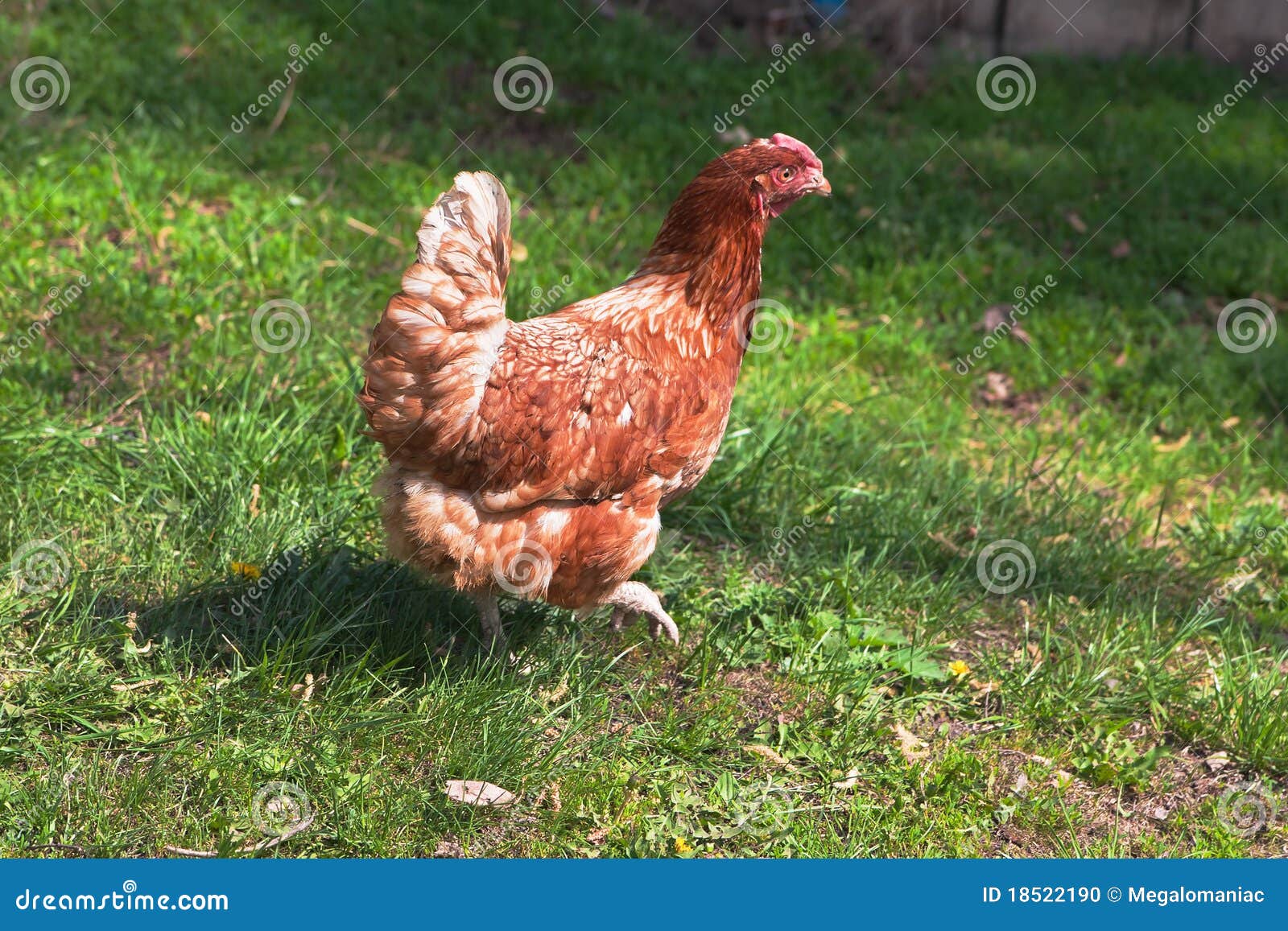 Brown hen stock photo. Image of breeding, beak, decorative - 18522190