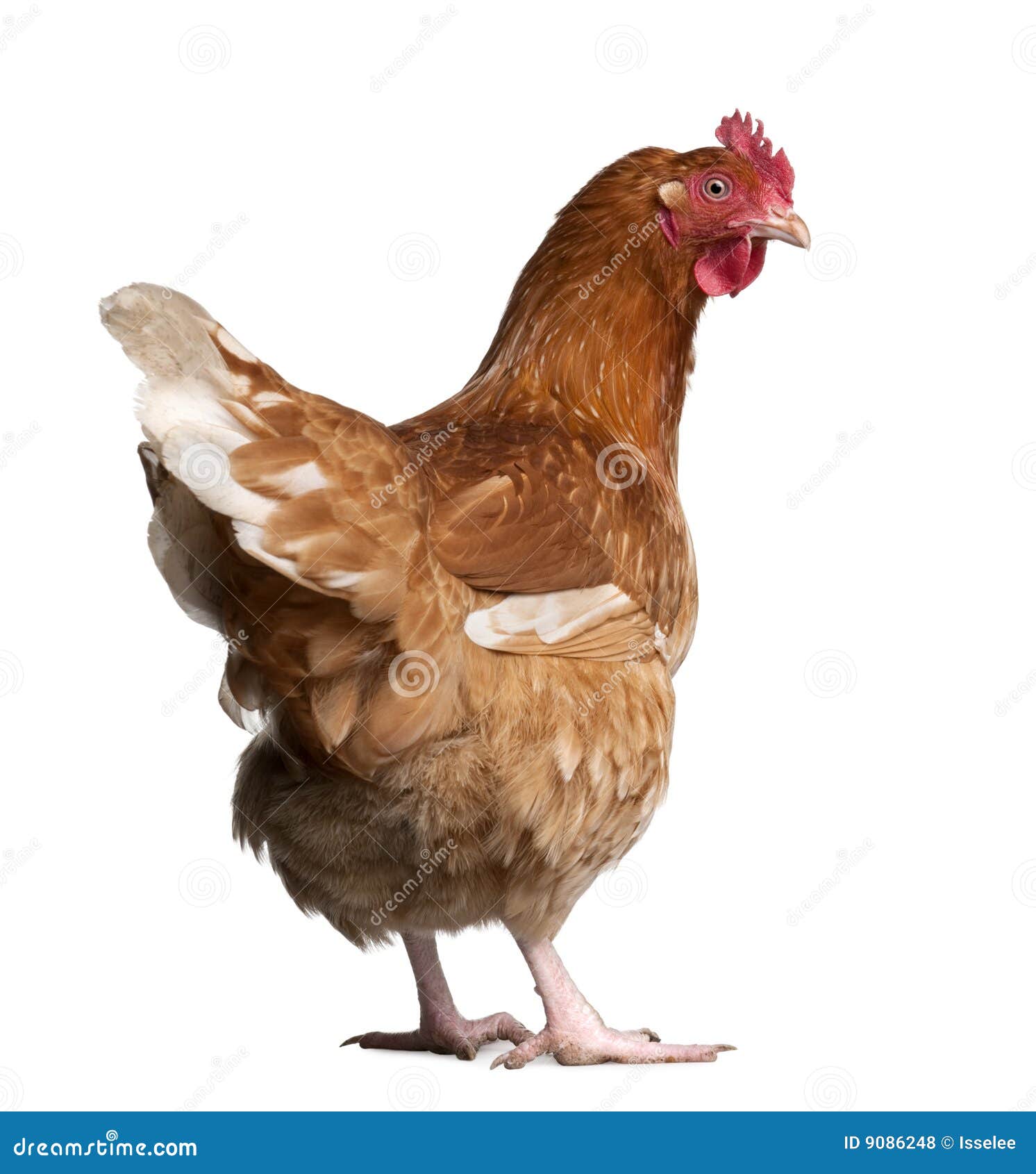 7,239 Old Hen Stock Photos - Free & Royalty-Free Stock Photos from ...