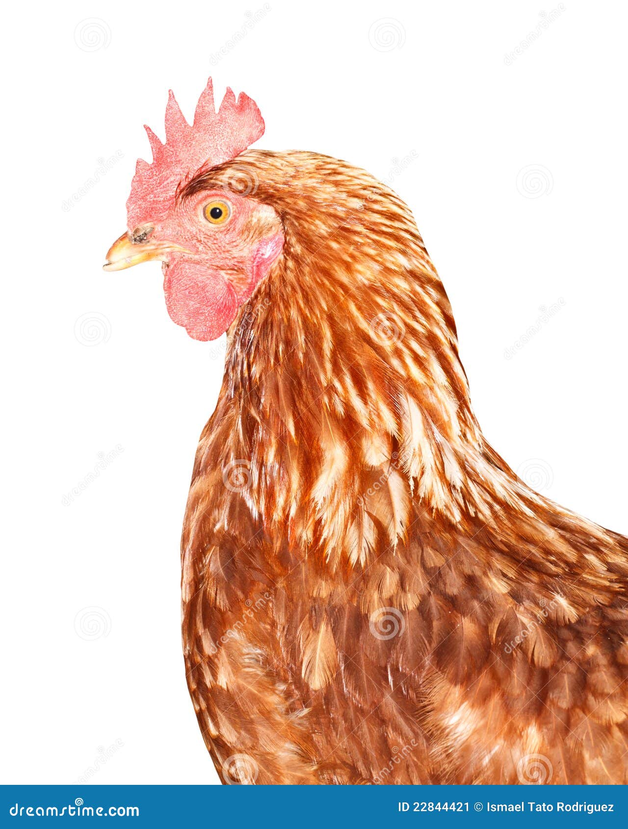 Brown Hen stock image. Image of colour, avian, farm, cute - 22844421