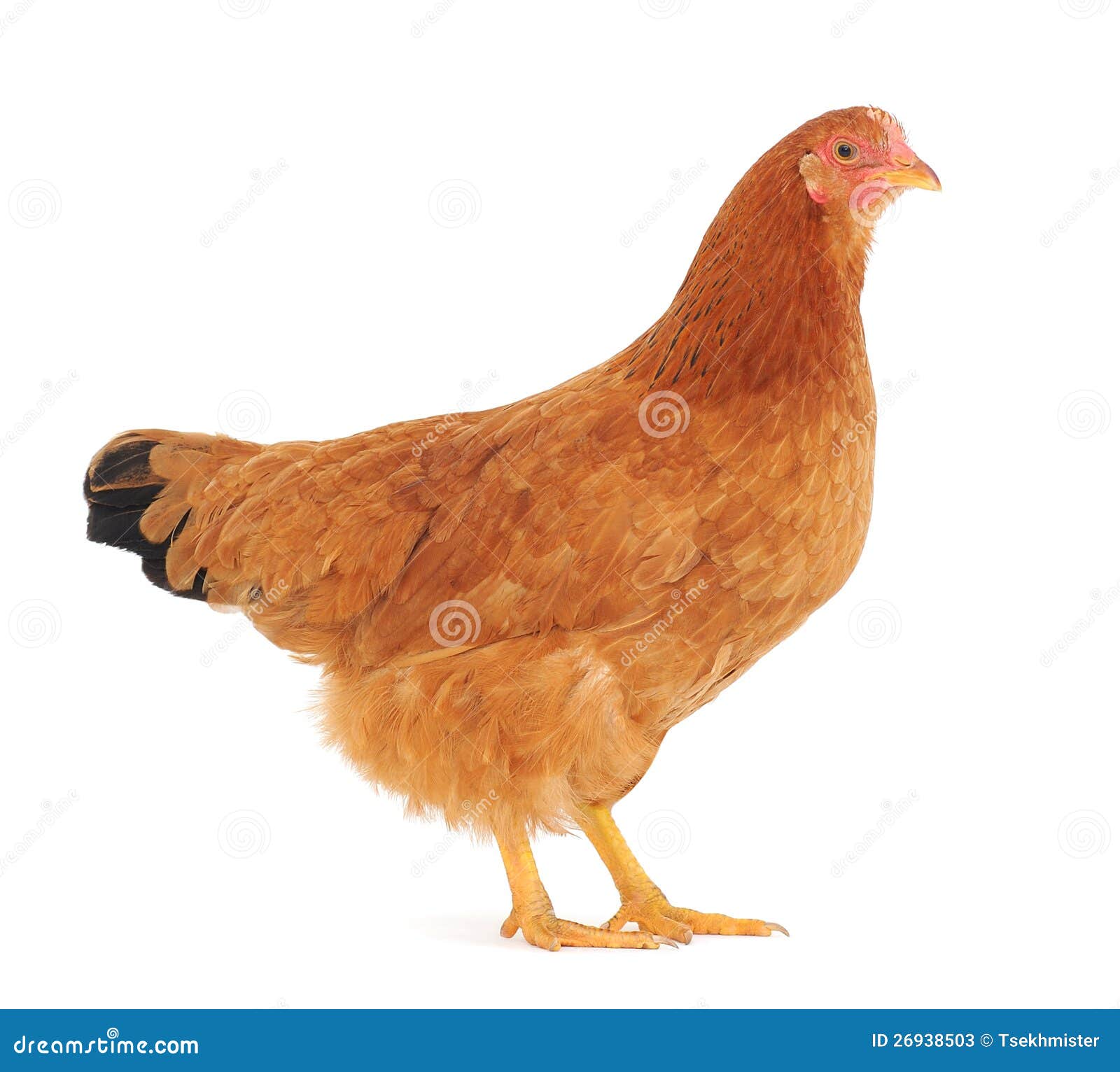 Brown hen stock image. Image of food, agriculture, chicken - 26938503