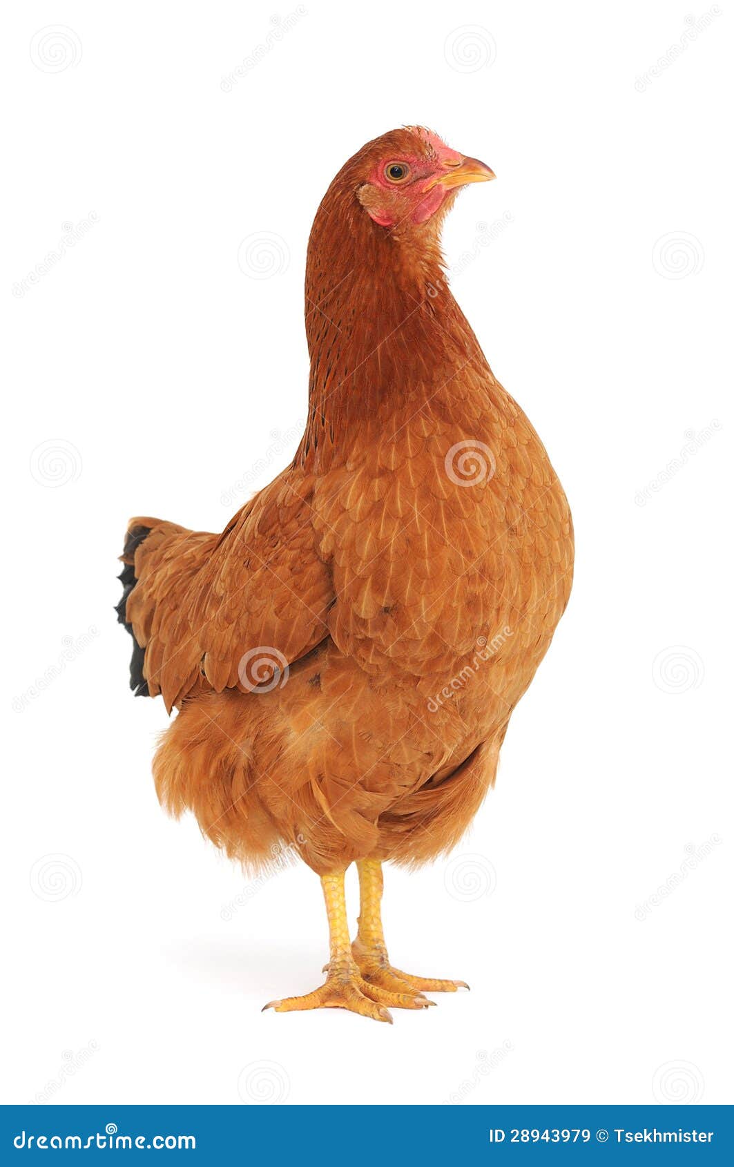 Brown hen stock image. Image of fowl, white, beak, country - 28943979
