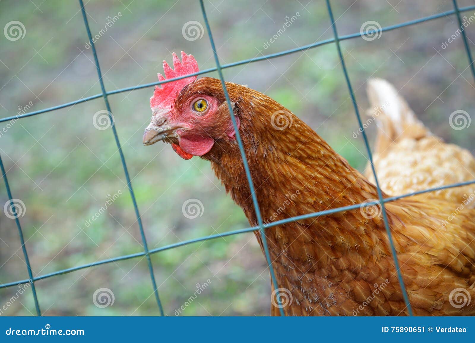 Brown Hen Behind Green Fence Stock Image - Image of animal, farmyard ...