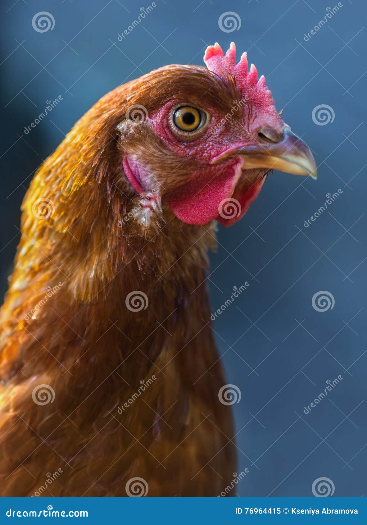 Brown Hen on the Blue Background Stock Image - Image of rural, domestic ...