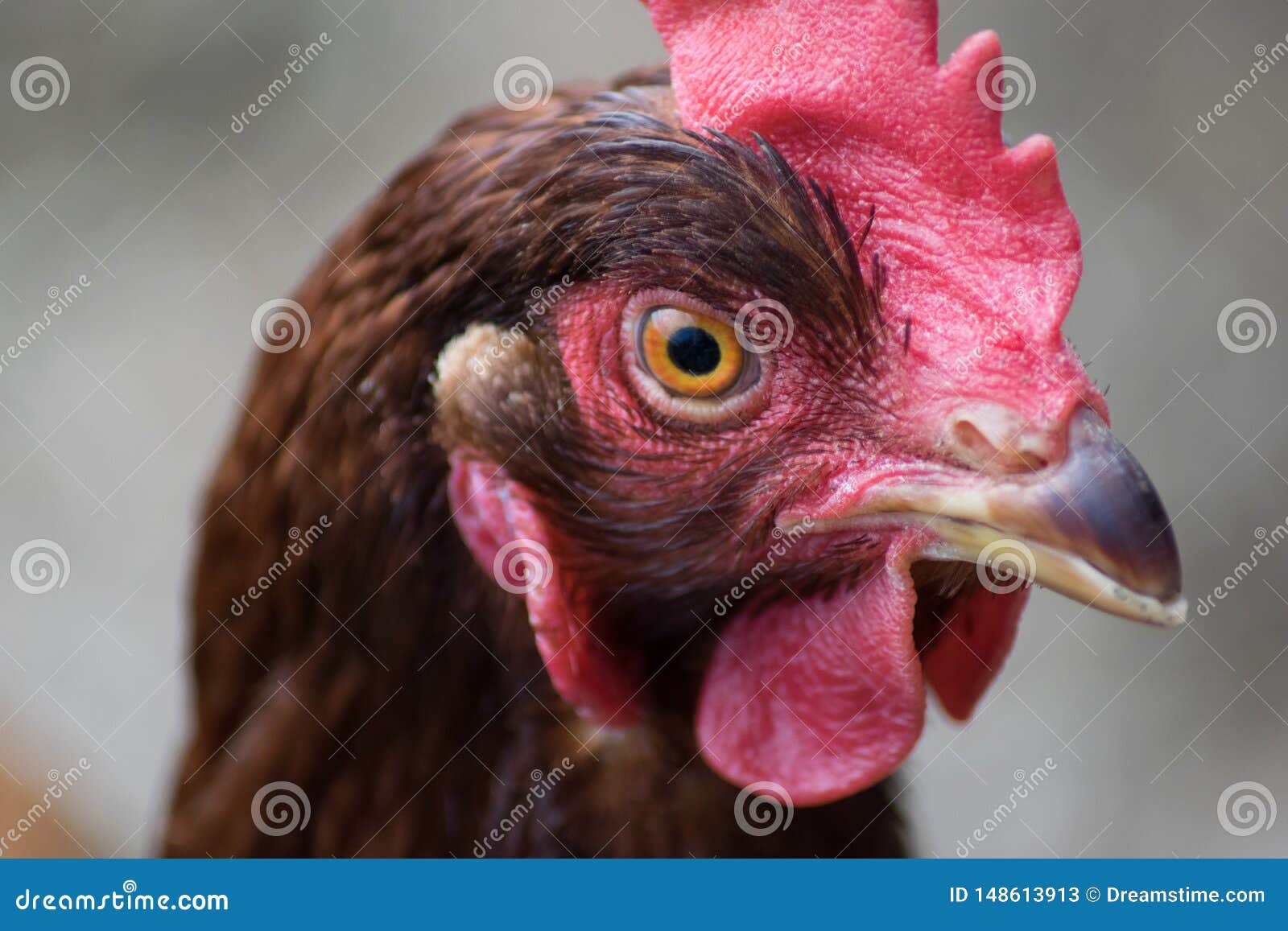 Brown Hen - Chicken Closeup. Stock Image - Image of chicken, facing ...