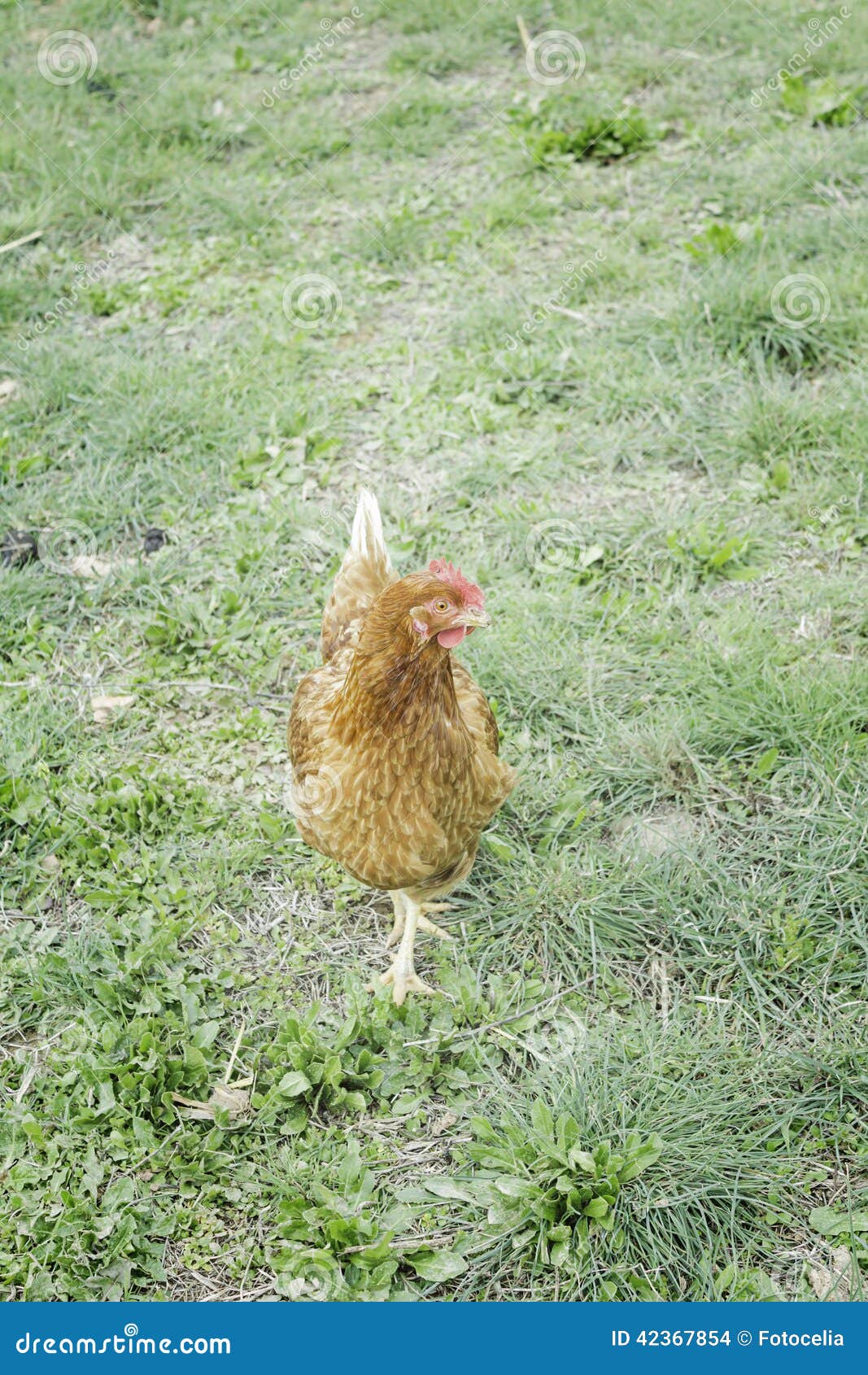 Brown hen Crest stock photo. Image of look, branches - 42367854