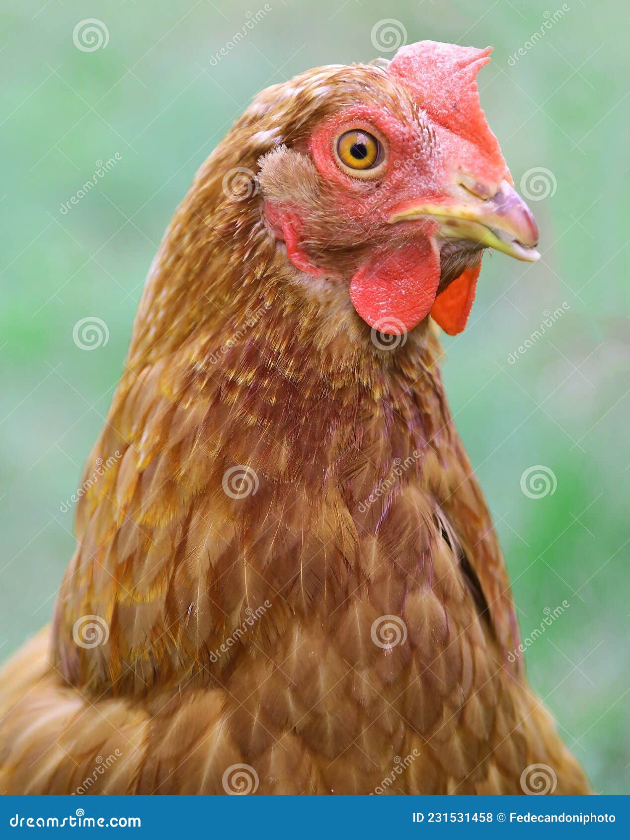 Brown Hen in the Farm Looking at Camera Stock Photo - Image of ...