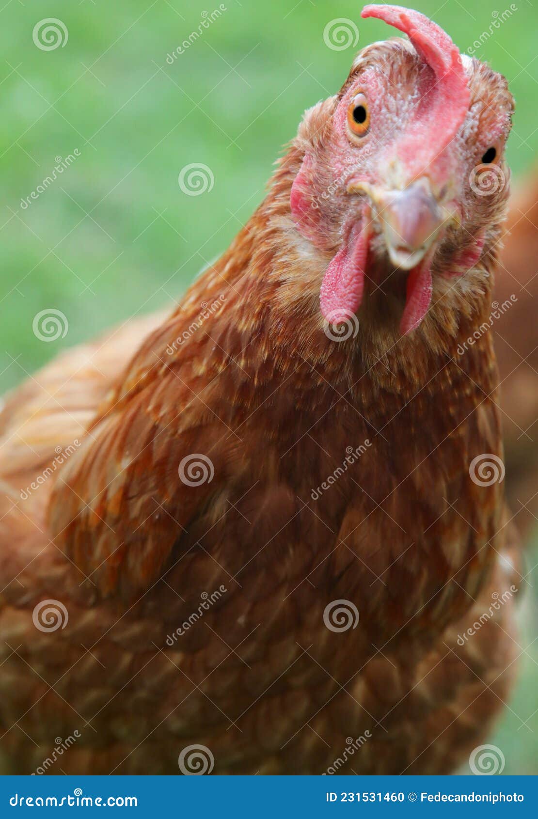 Brown Hen in the Farm Looking at Camera Stock Photo - Image of camera ...