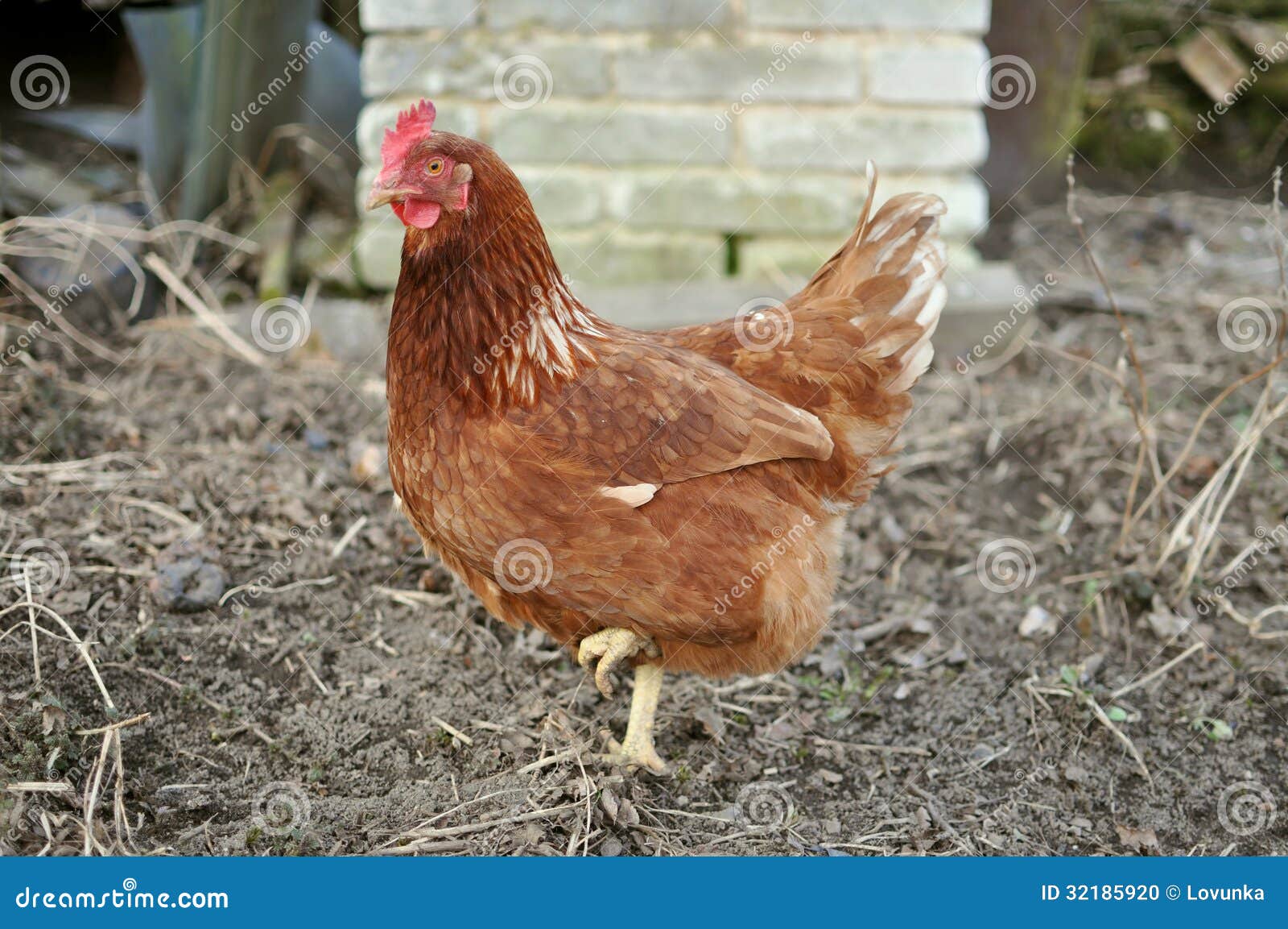 Brown Hen stock photo. Image of farming, chicken, alone - 32185920