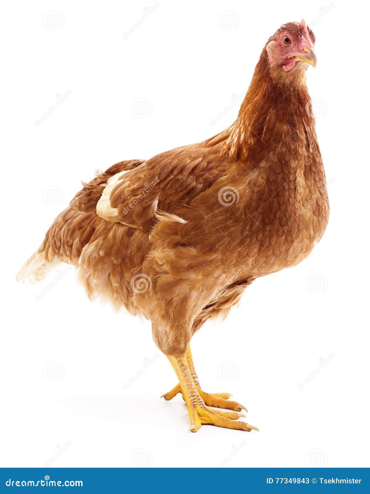 Brown hen isolated. stock image. Image of chicken, closeup - 77349843