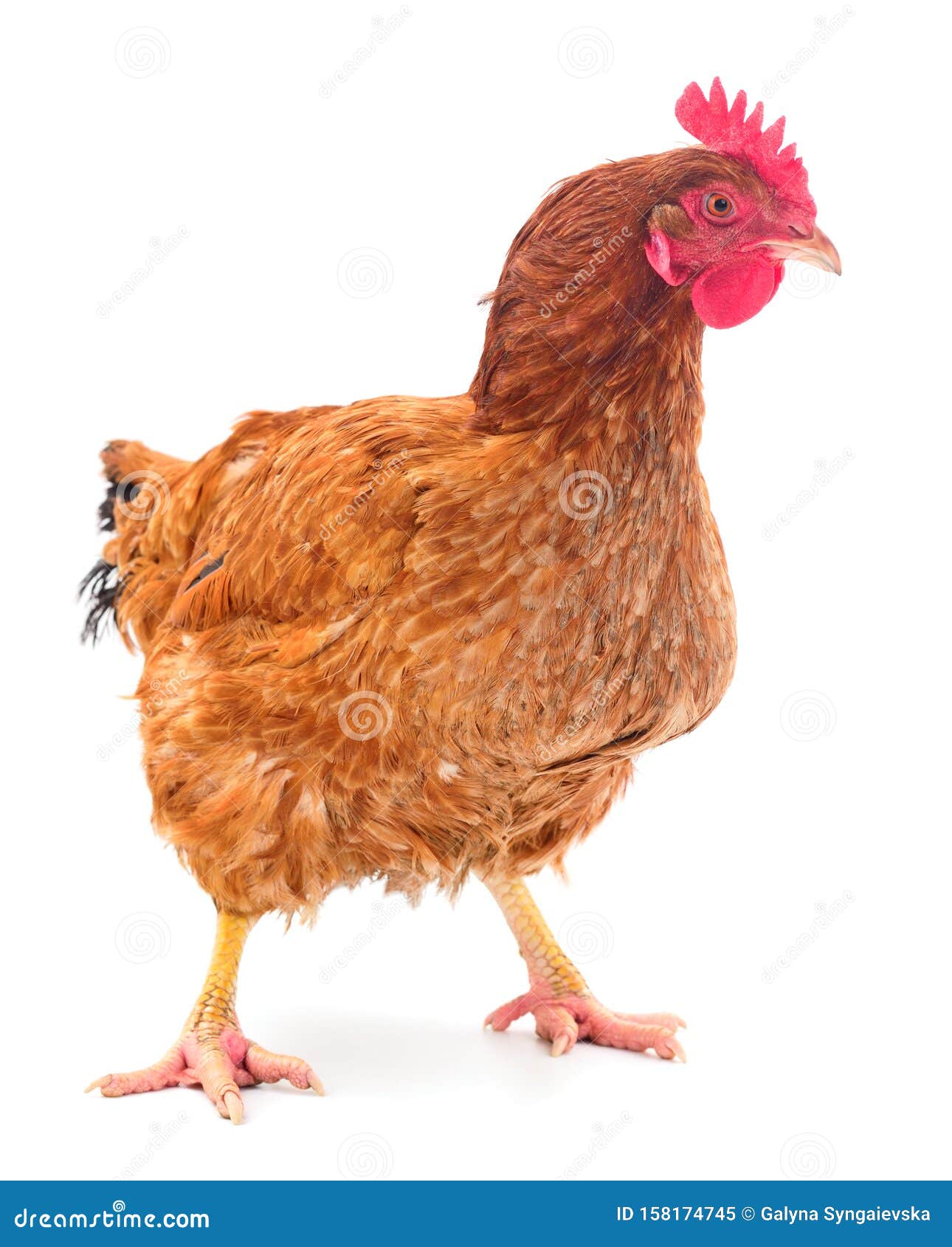 Brown hen isolated stock image. Image of look, meat - 158174745