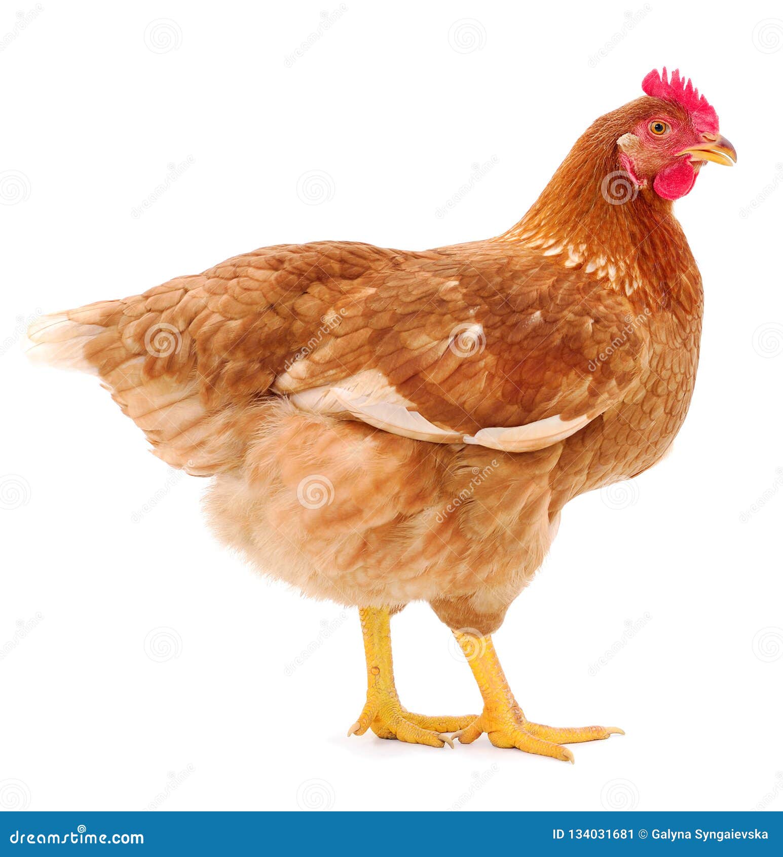 Brown hen isolated stock image. Image of farm, real - 134031681