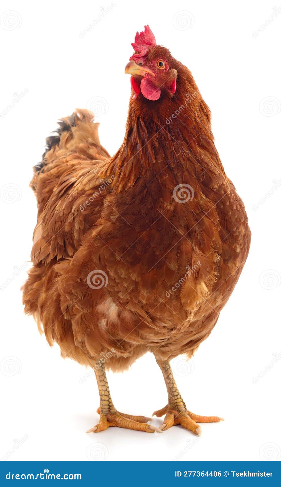 Brown hen isolated stock photo. Image of female, domestic - 277364406