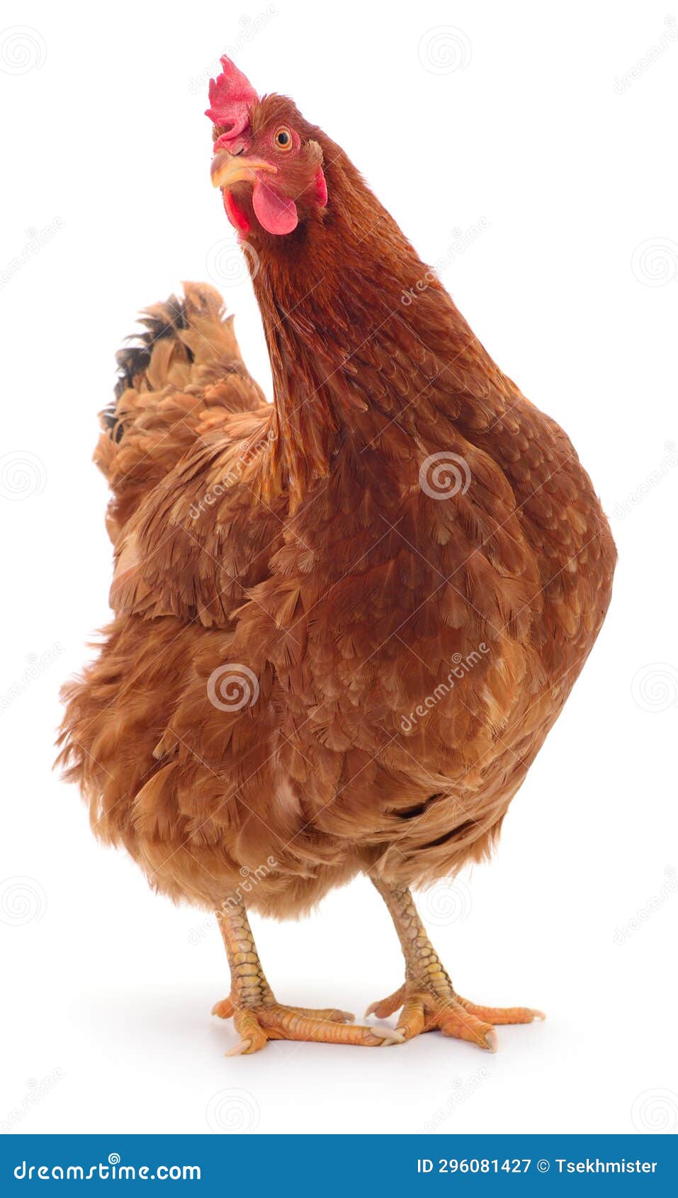 Brown hen isolated stock image. Image of chicken, domestic - 296081427