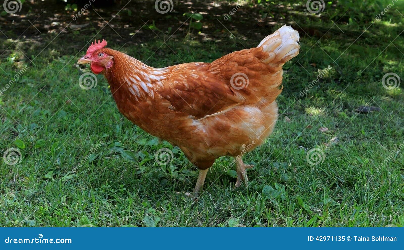 Brown Hen Looking stock image. Image of closeup, farming - 42971135