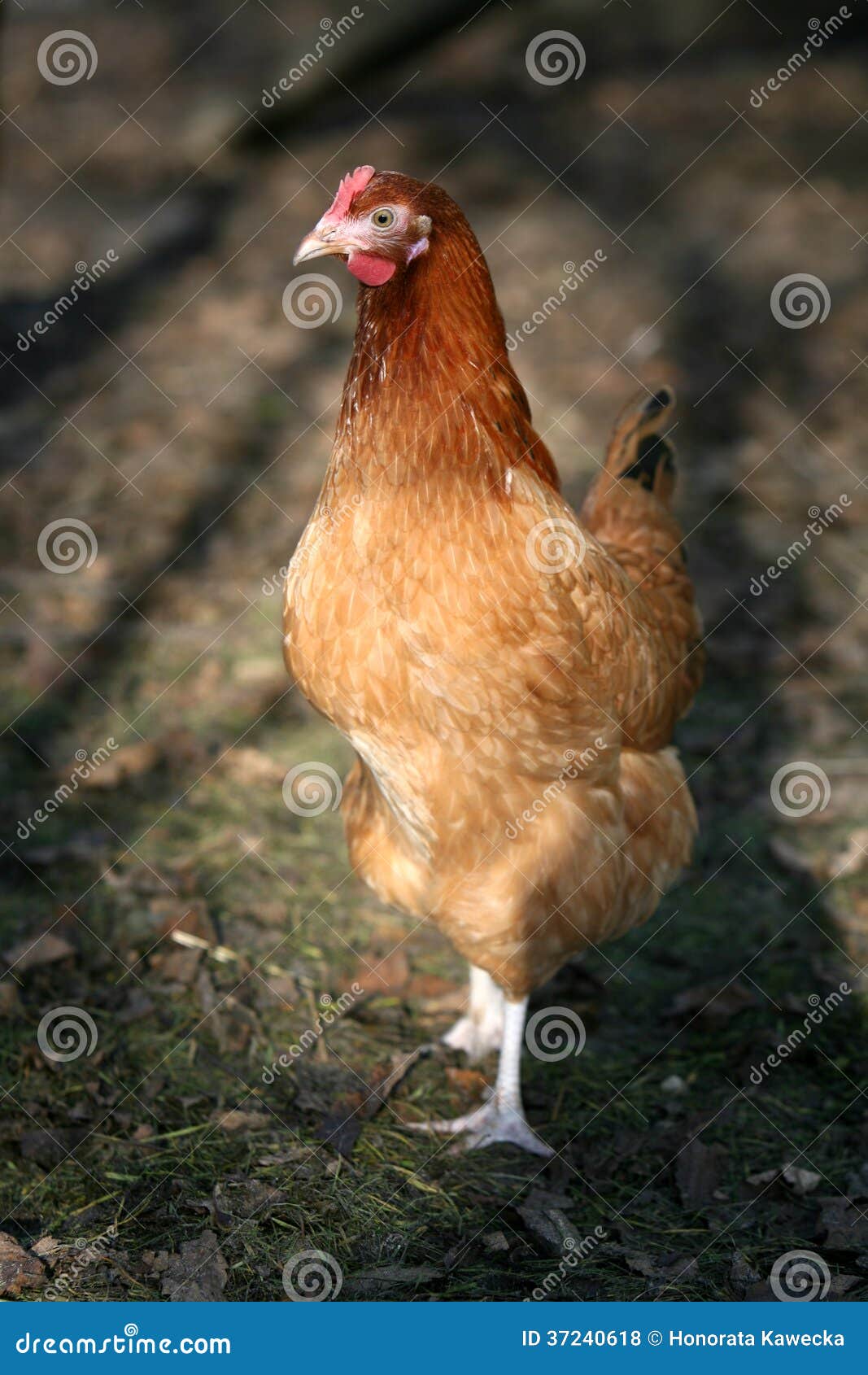 Brown hen stock photo. Image of colourful, cockerel, poultry - 37240618
