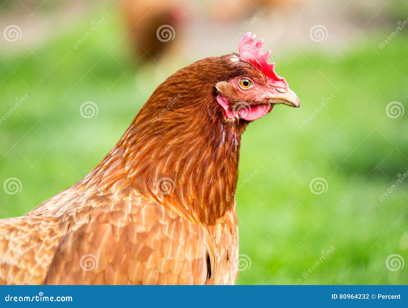 Brown hen portrait stock photo. Image of agriculture - 80964232