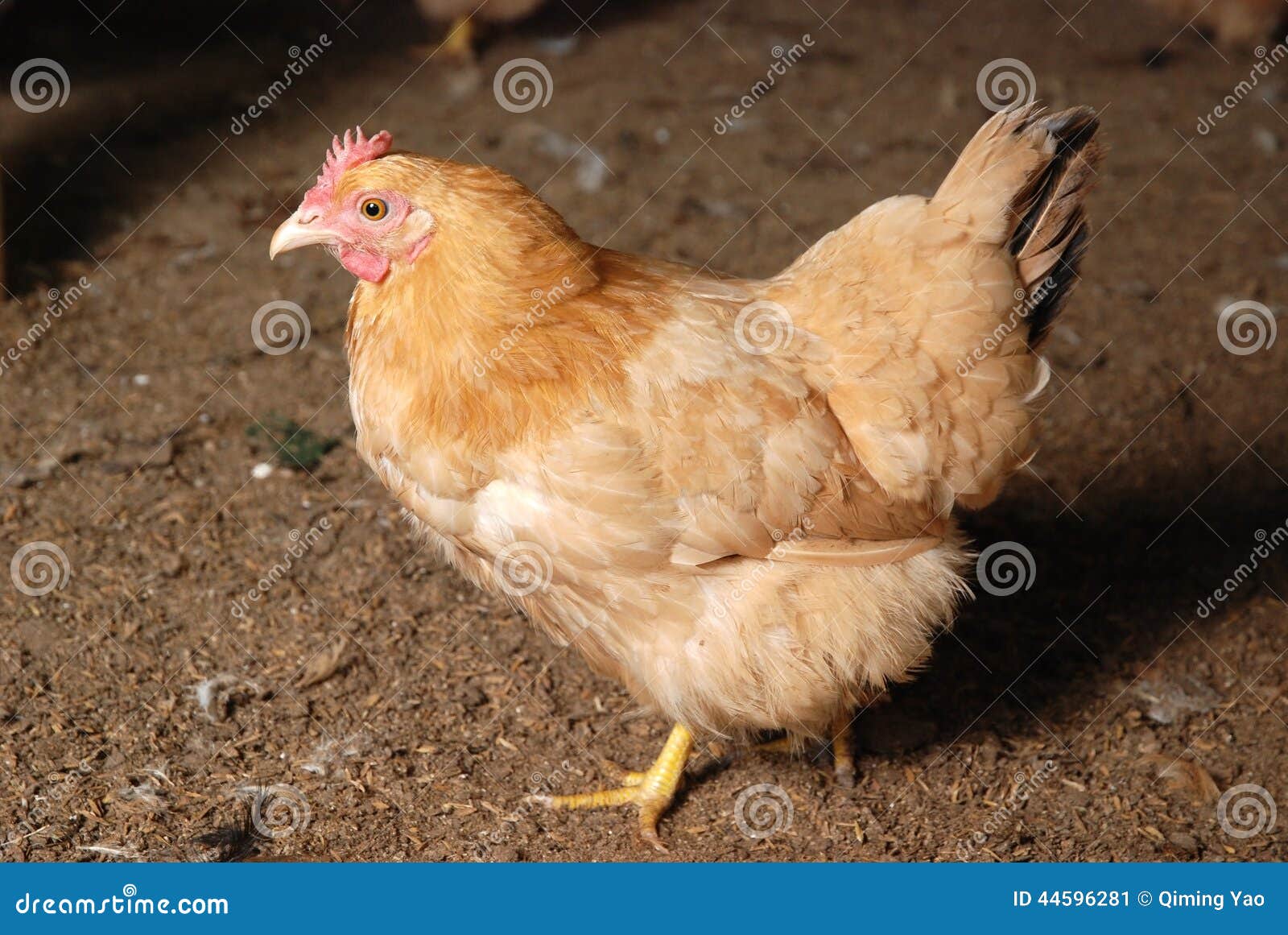 Brown hen stock image. Image of animals, outdoor, farm - 44596281