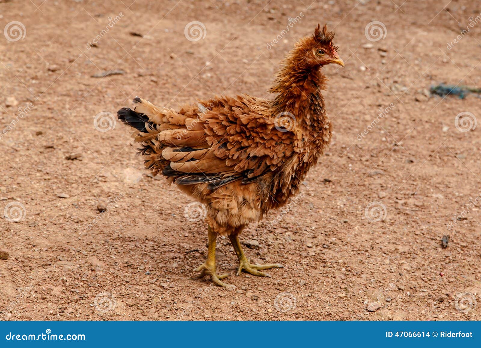 Brown Hen from a Rustic Farm Stock Photo - Image of look, feed: 47066614