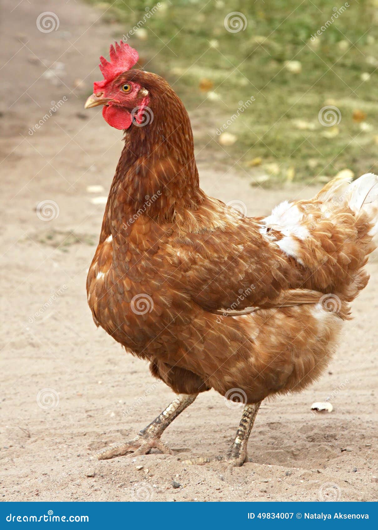 Brown hen stock image. Image of brown, nature, alive - 49834007