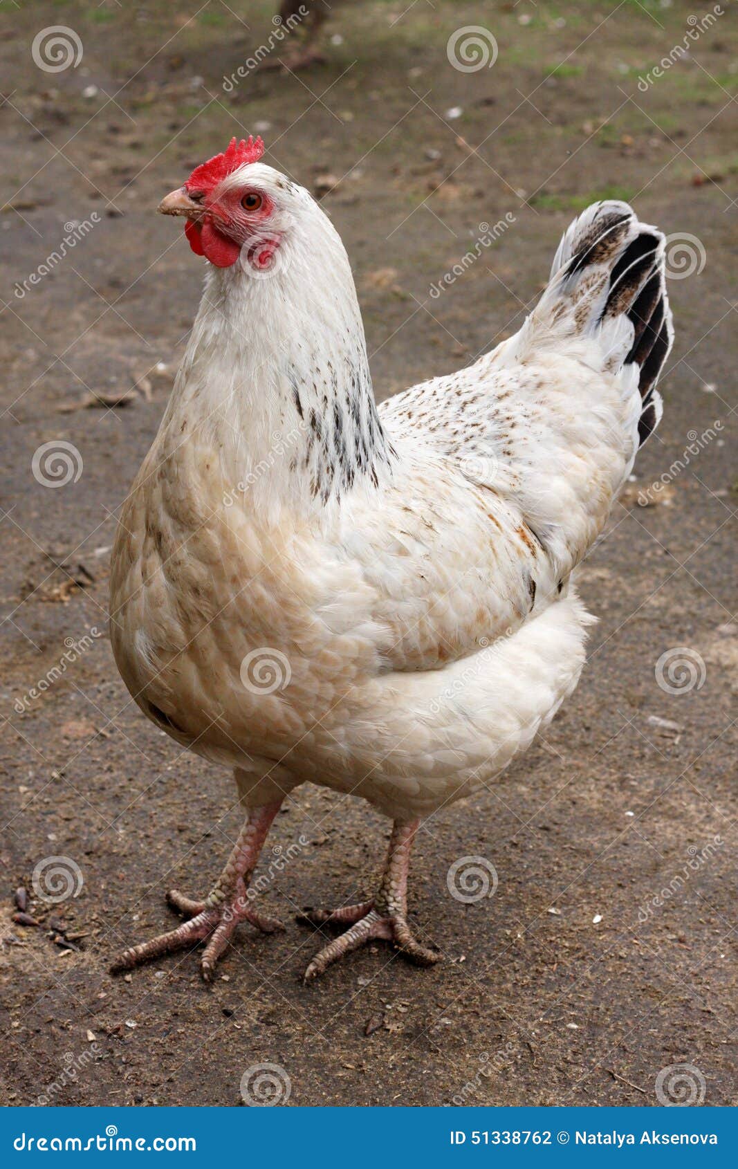 Brown hen stock photo. Image of poultry, fowl, closeup - 51338762