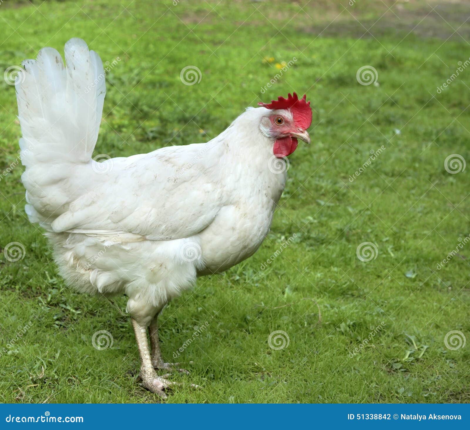 Brown hen stock photo. Image of feather, female, animal - 51338842