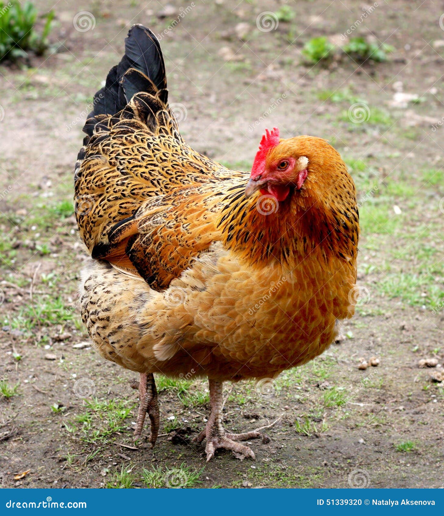 Brown hen stock photo. Image of poultry, economy, natural - 51339320