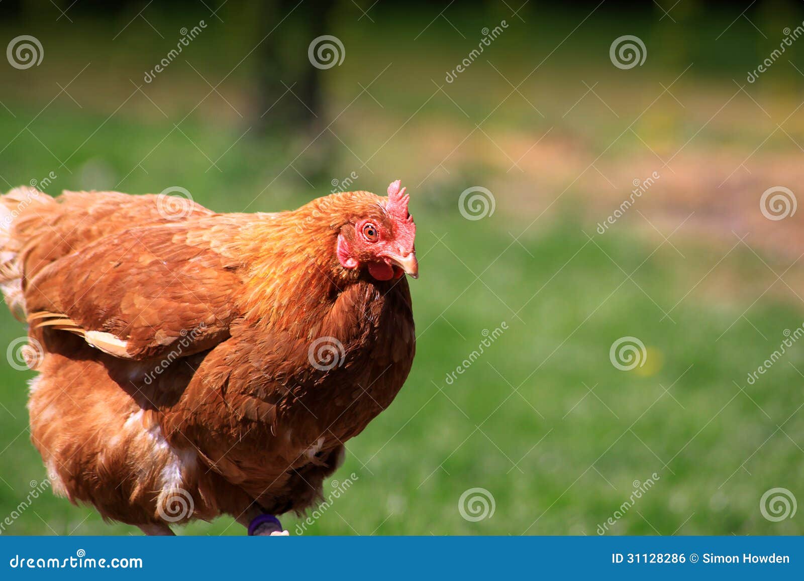 Brown Hen stock photo. Image of outdoors, rural, beak - 31128286