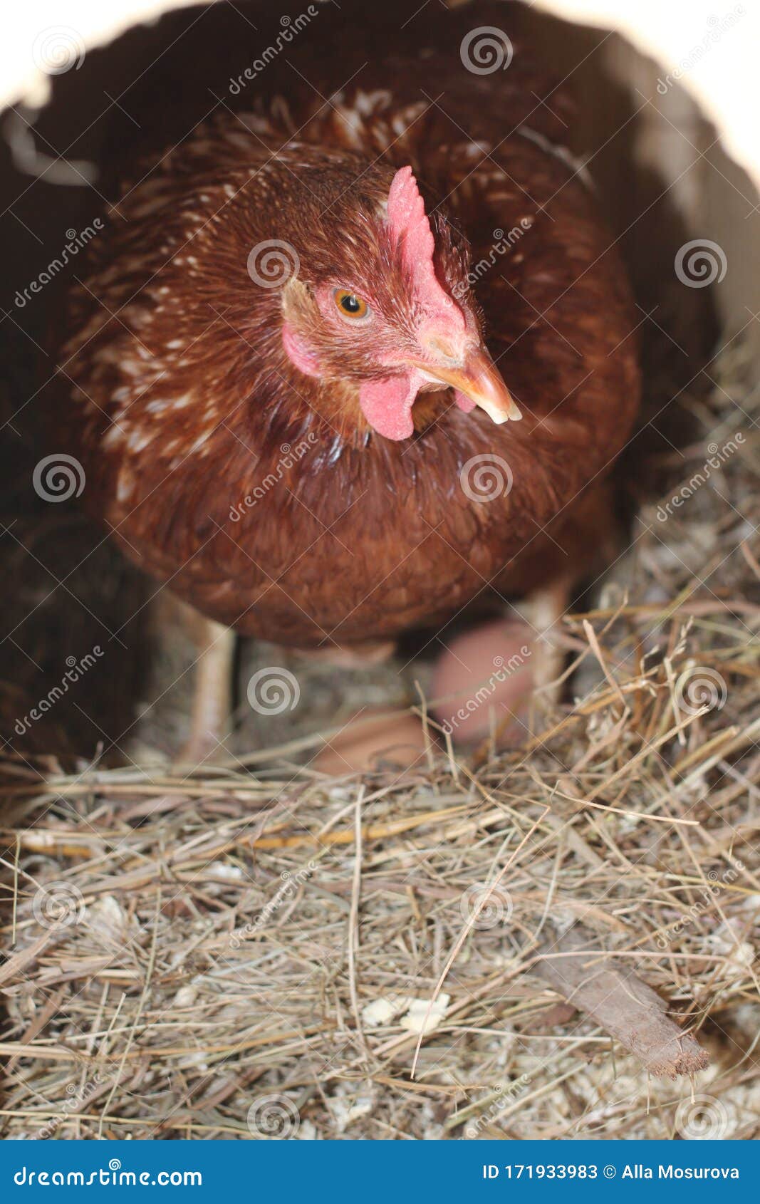Brown Hen Sitting in a Nest Laid Eggs Stock Image - Image of beak ...