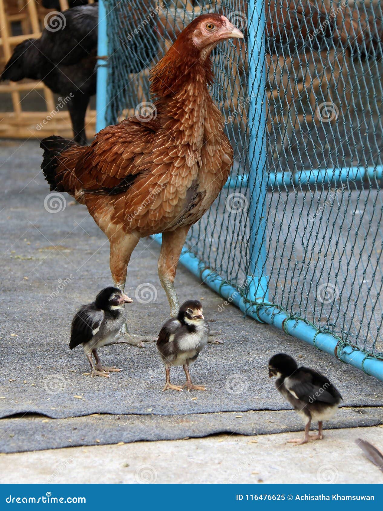 Brown Hen Standing with Her Brood, One Chicken Mum and Three Chi Stock ...