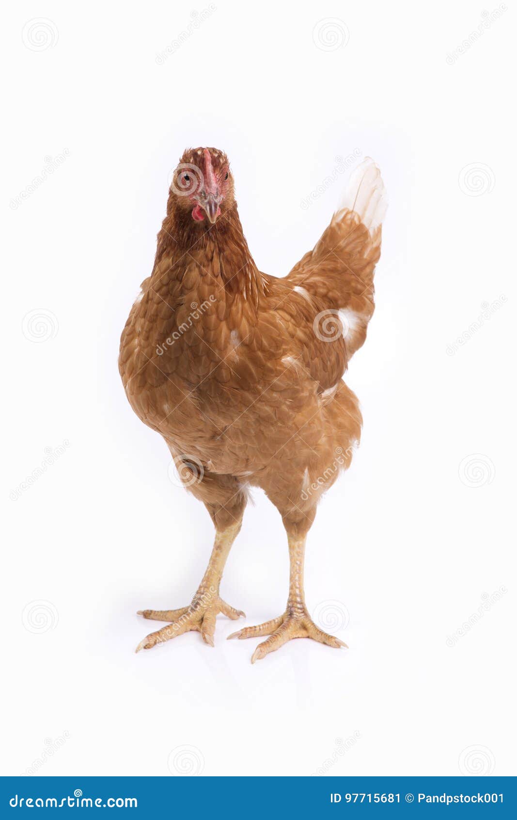 Brown Hen Standing on White Background. Stock Image - Image of farm ...