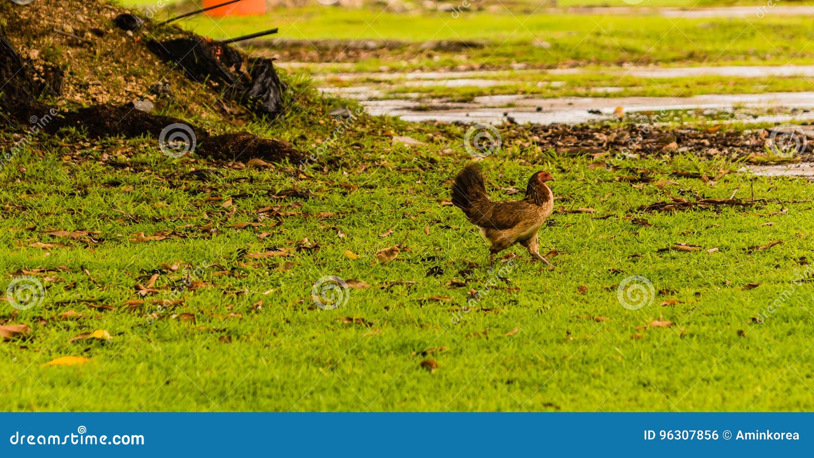 Brown Hen Walking Across a Lawn Stock Photo - Image of garden, domestic ...