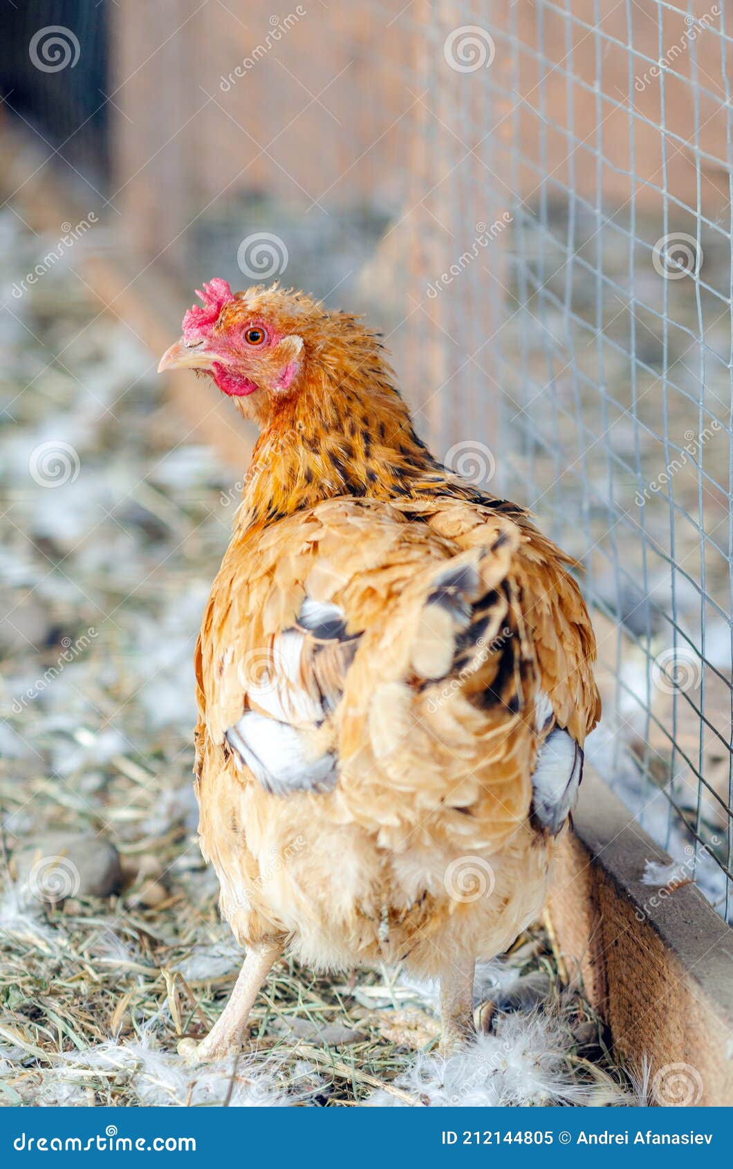 Brown Hen Walking Around the Farm Yard Stock Image - Image of ...
