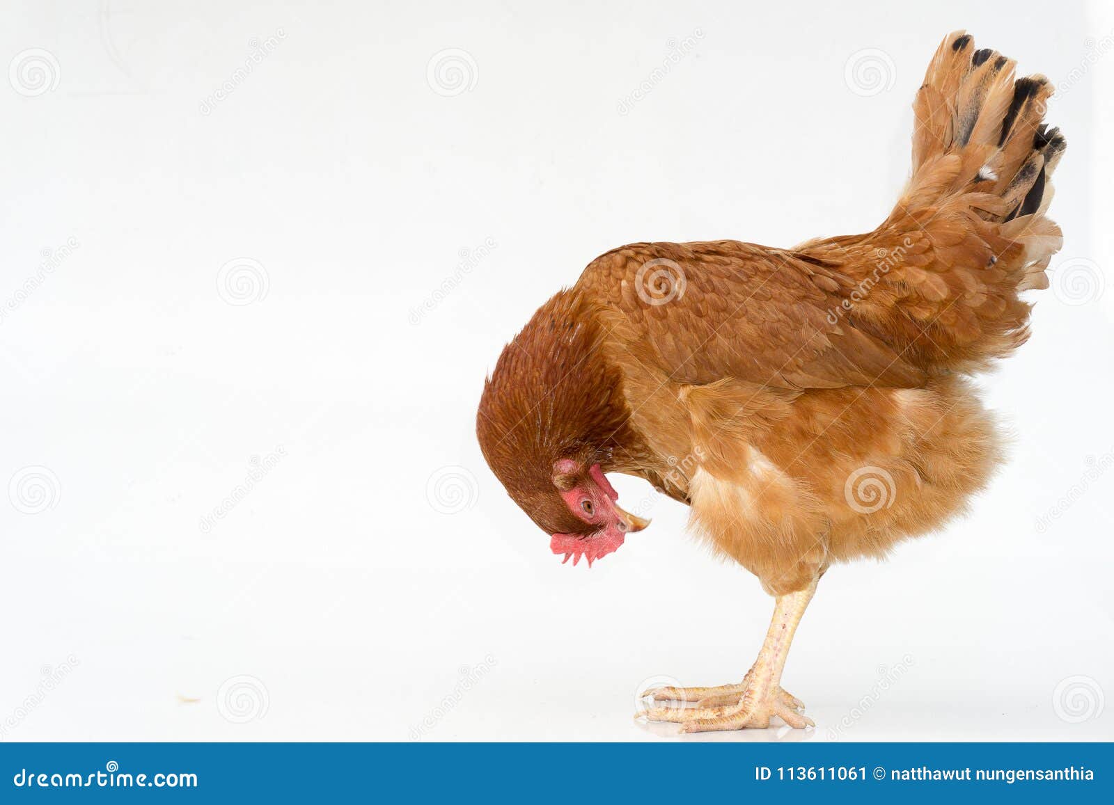 Brown Hen Walking Isolated on White, Studio Shot,chicken Stock Image ...