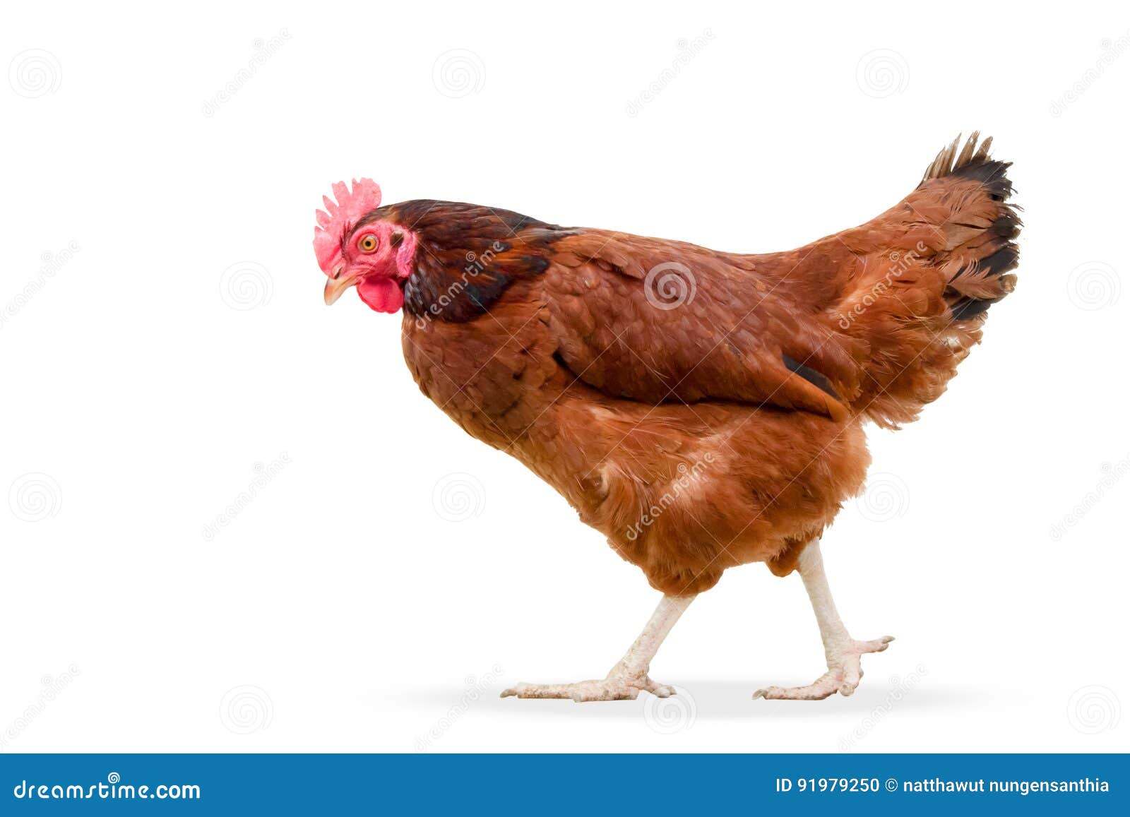 Brown Hen Walking Isolated on White, Studio Shot,chicken,Chicken Upset ...