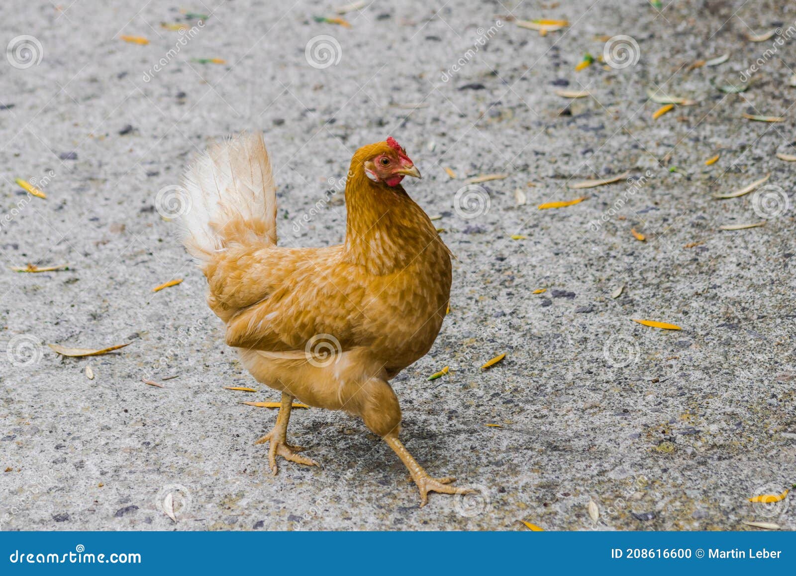 Brown Hen Walking on a Path Stock Photo - Image of female, natural ...
