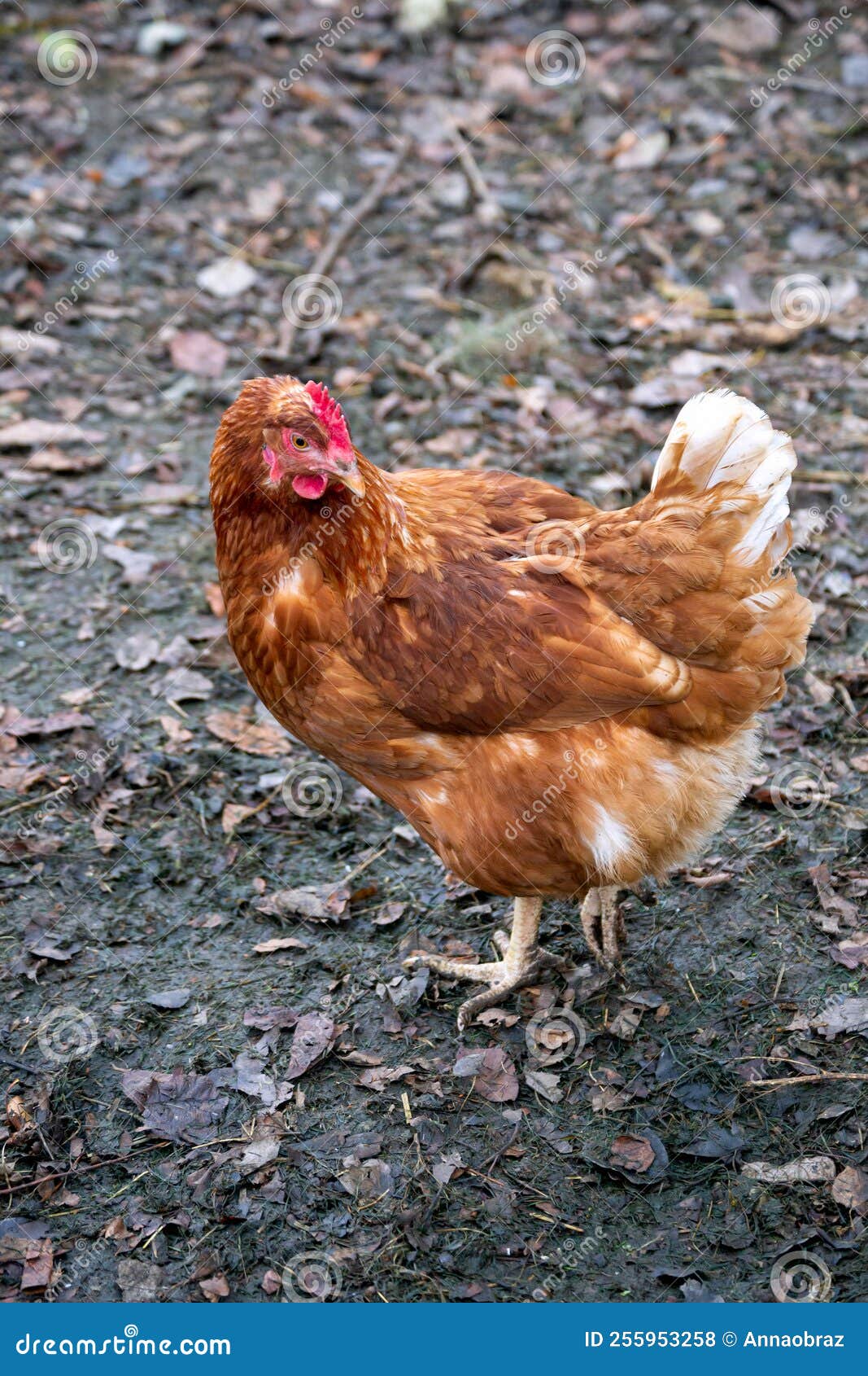 A Brown Hen Walks on a Farm in the Village. Stock Photo - Image of ...