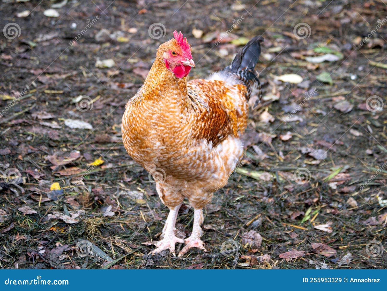 A Brown Hen Walks on a Farm in the Village. Stock Image - Image of ...
