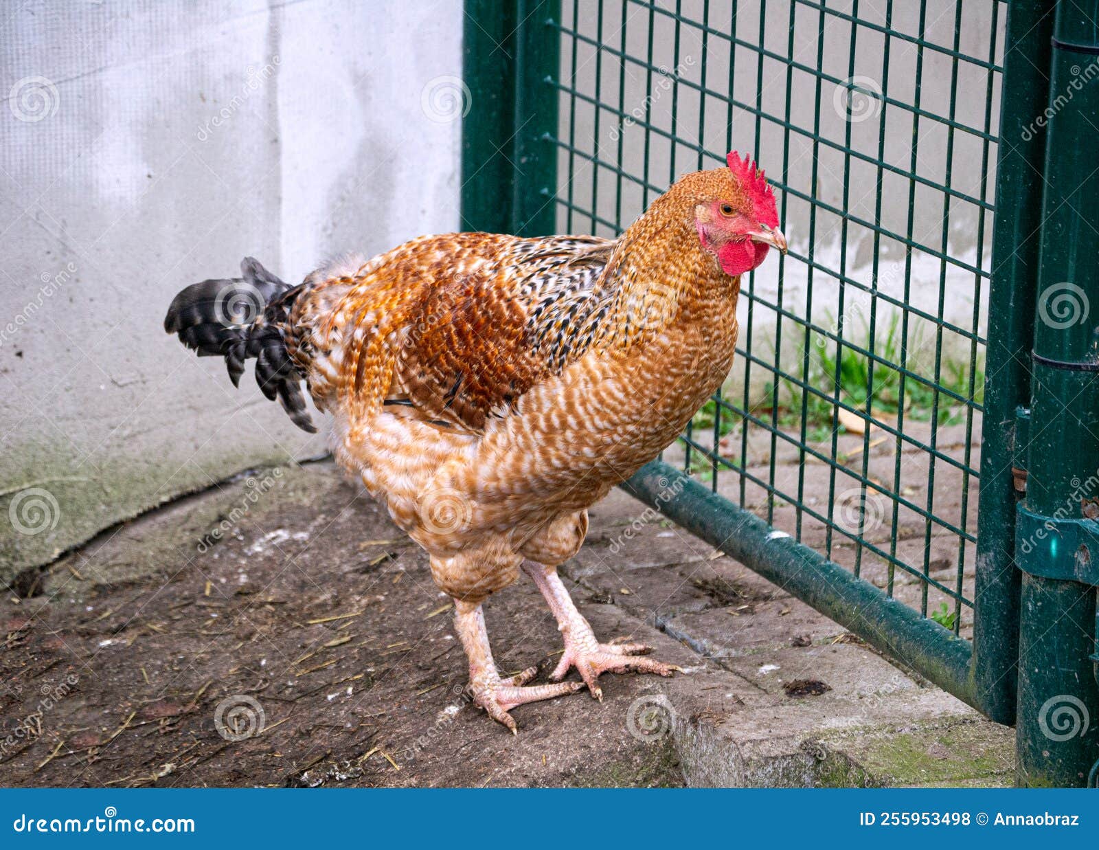 A Brown Hen Walks on a Farm in the Village. Stock Photo - Image of ...