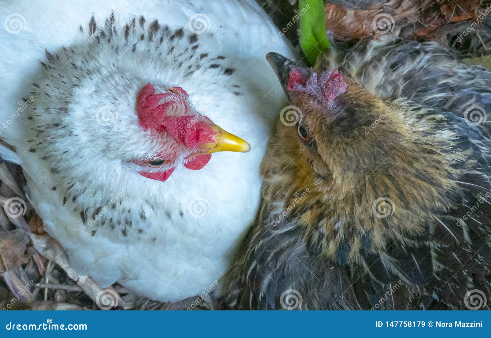 Pygmy hens brooding stock image. Image of incubate, together - 147758179