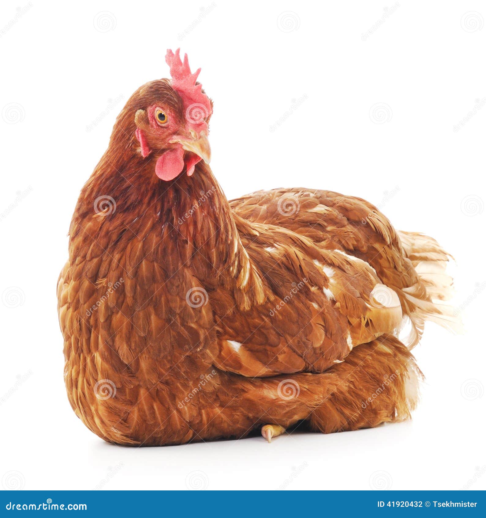 Brown hen stock photo. Image of white, feathers, farm - 41920432
