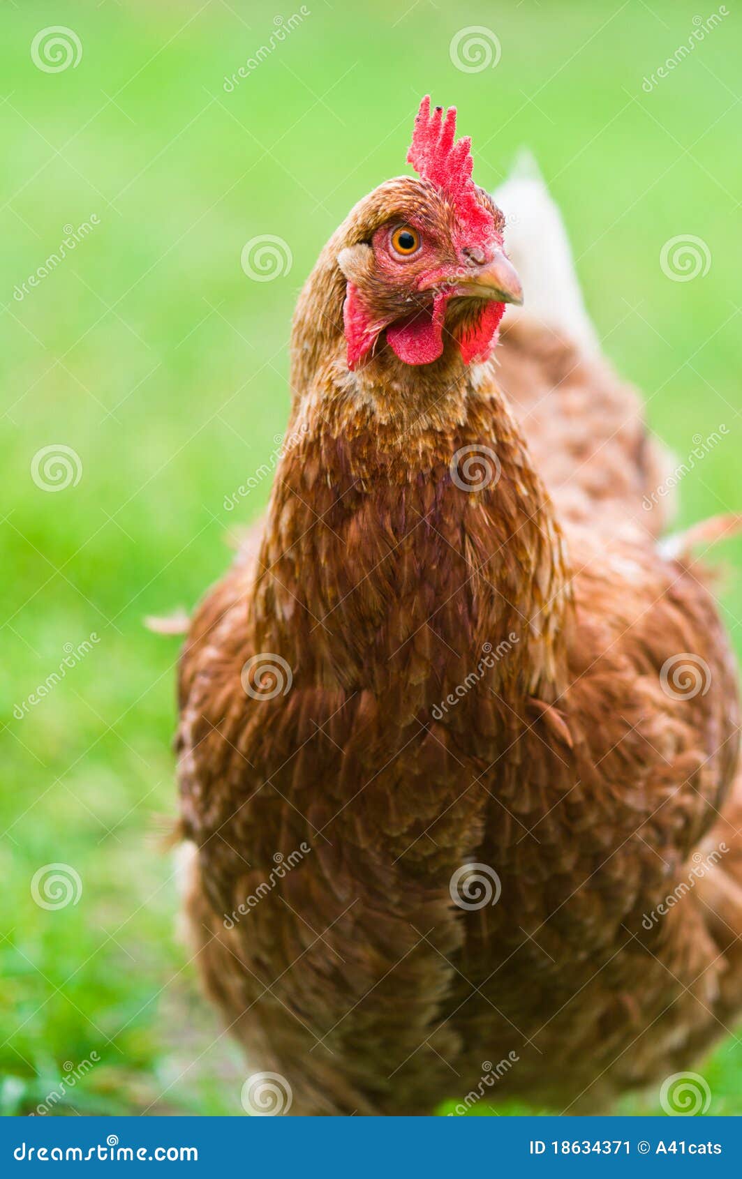 Brown-Henne Auf Einem Rasen Stockbild - Bild von nave, tiere: 18634371