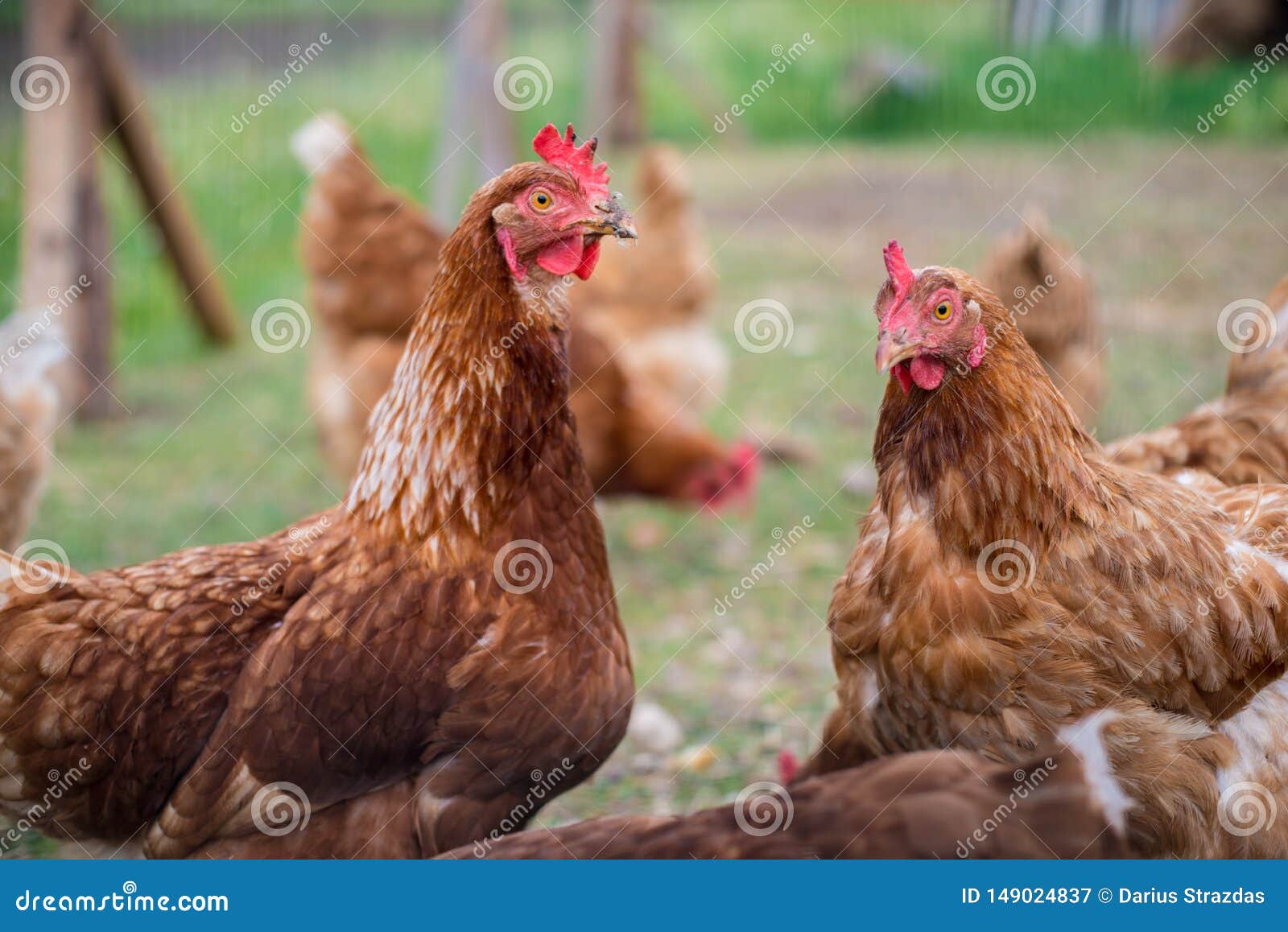 Brown hens stock image. Image of poultry, domestic, bird - 149024837