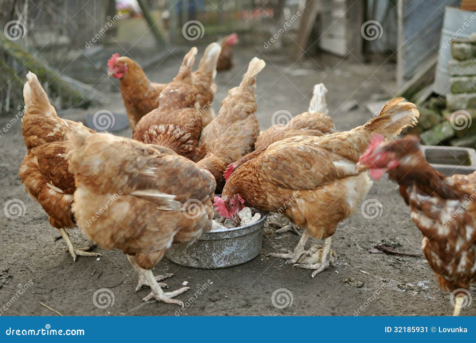 Brown Hens eating stock image. Image of closeup, agricultural - 32185931