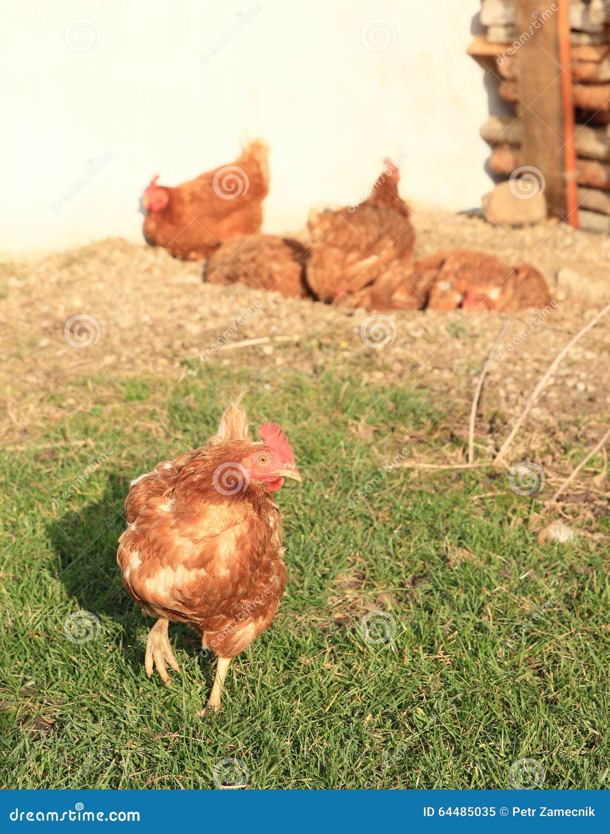 Brown hens stock image. Image of grass, perch, roost - 64485035