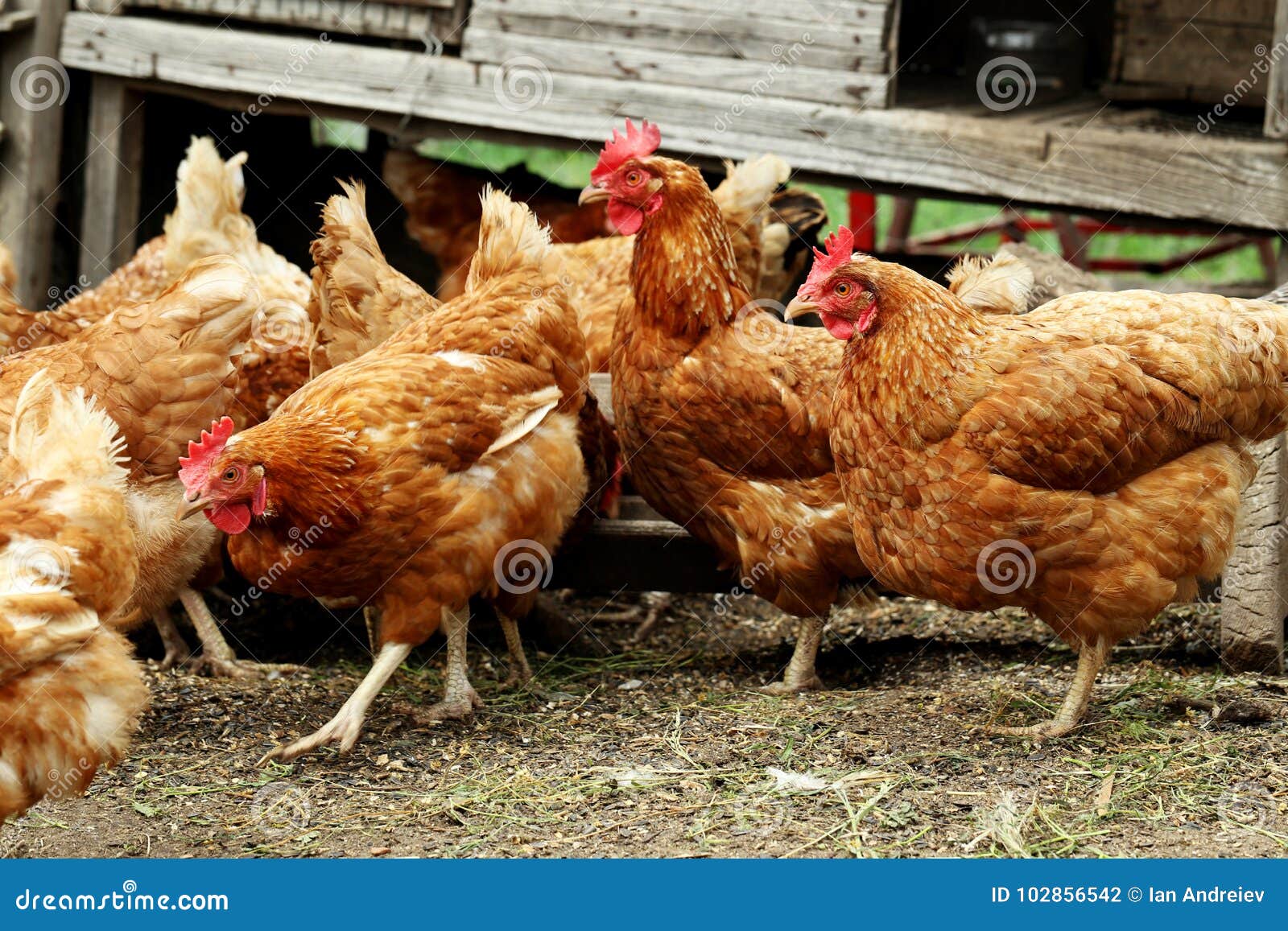 Brown hens stock photo. Image of studio, hens, clean - 102856542