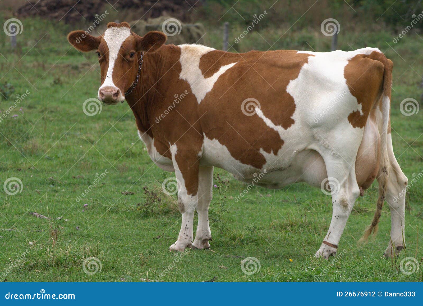 Brown Holstein Cow in Farmers Field Stock Photo - Image of animal ...