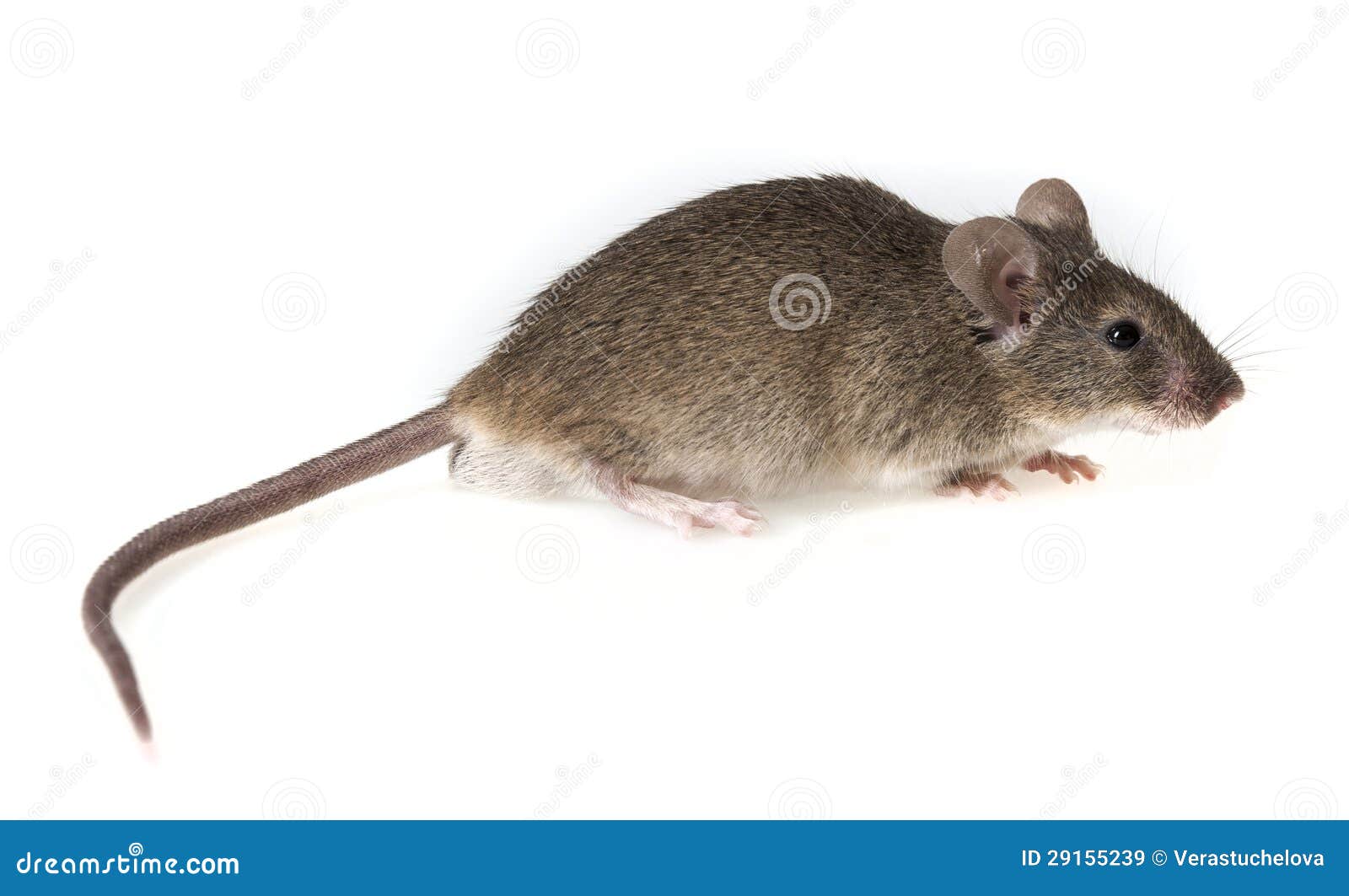 Brown home mouse stock image. Image of cute, funny, mouse - 29155239