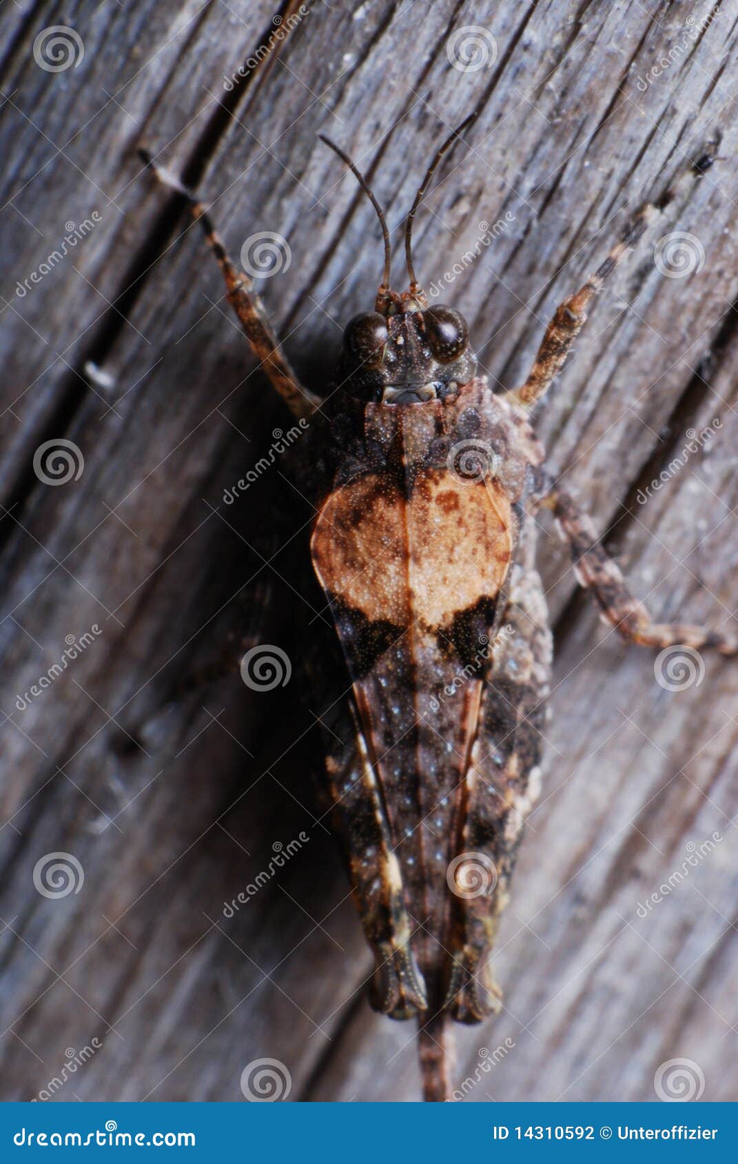 Brown Hopper stock photo. Image of jungle, antenna, camouflage - 14310592