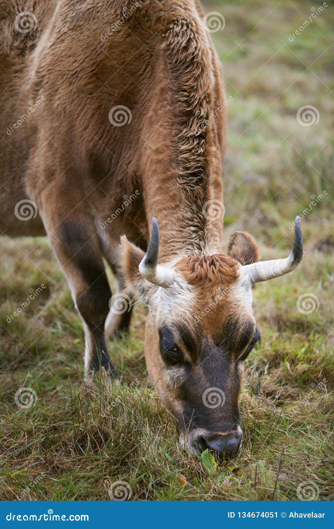 Brown Horned Cows Of Native Species In The Cattlepen At Farm. Cow Farm ...