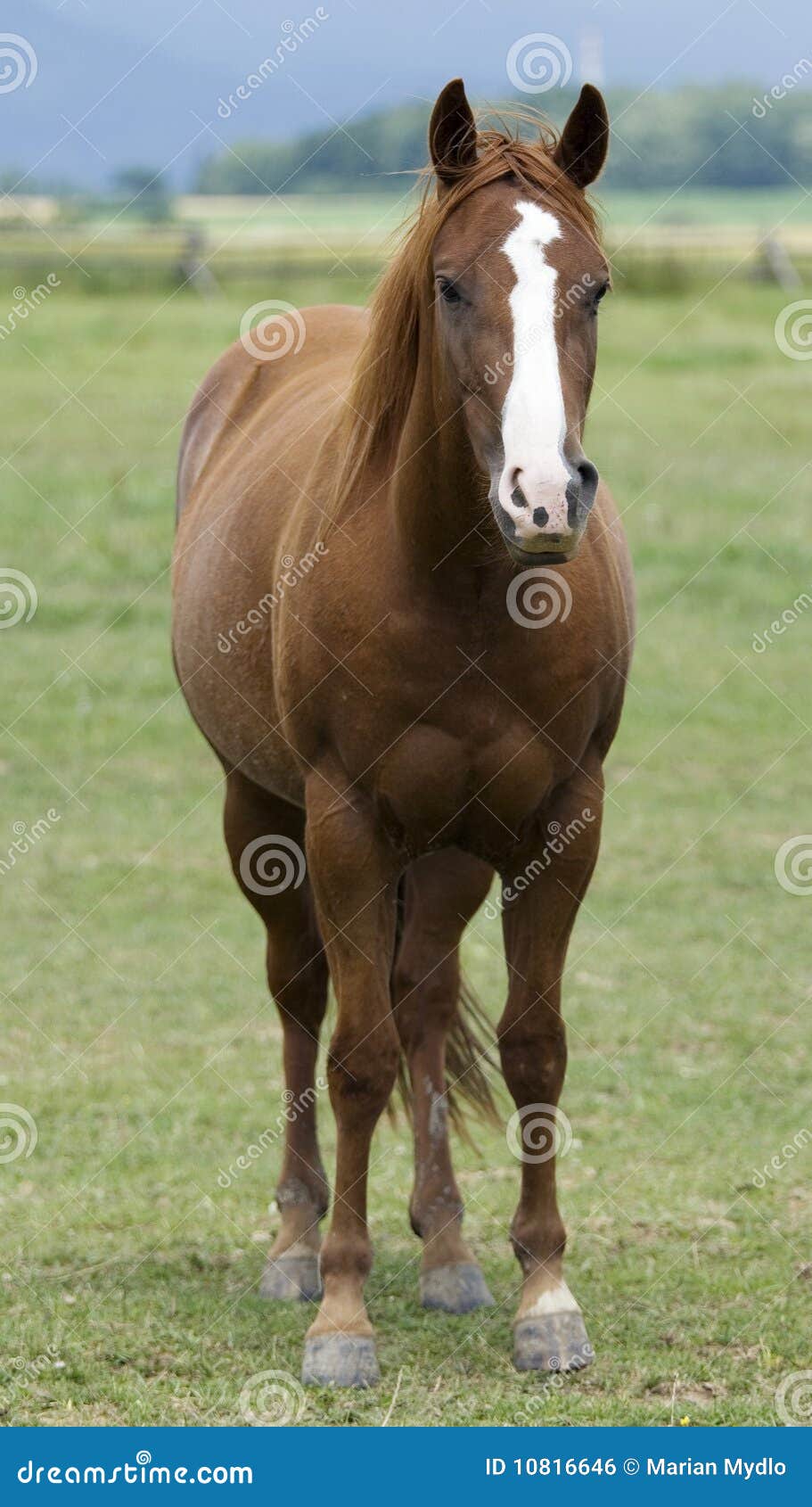Brown horse stock photo. Image of equus, crazy, face - 10816646